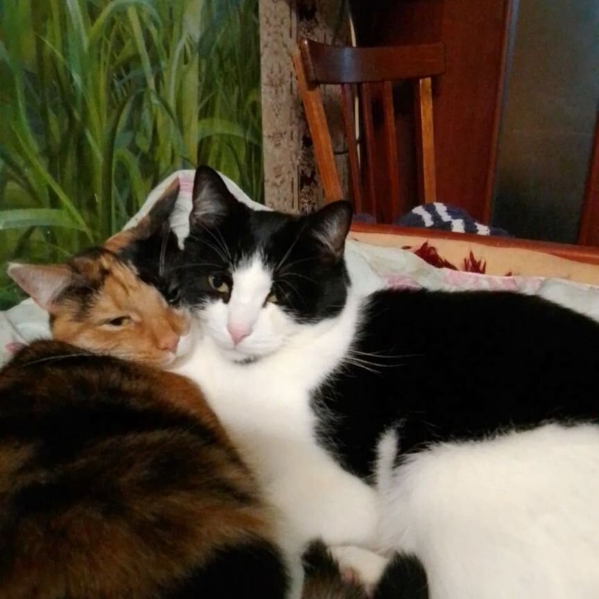 Отдаются в добрые руки котик и кошечка