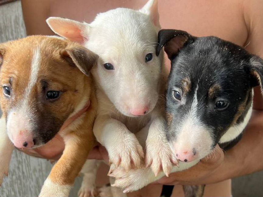 Мальчиши Кибальчиши