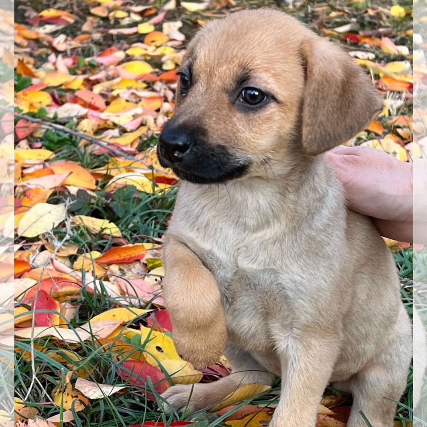 Щенок в добрые руки