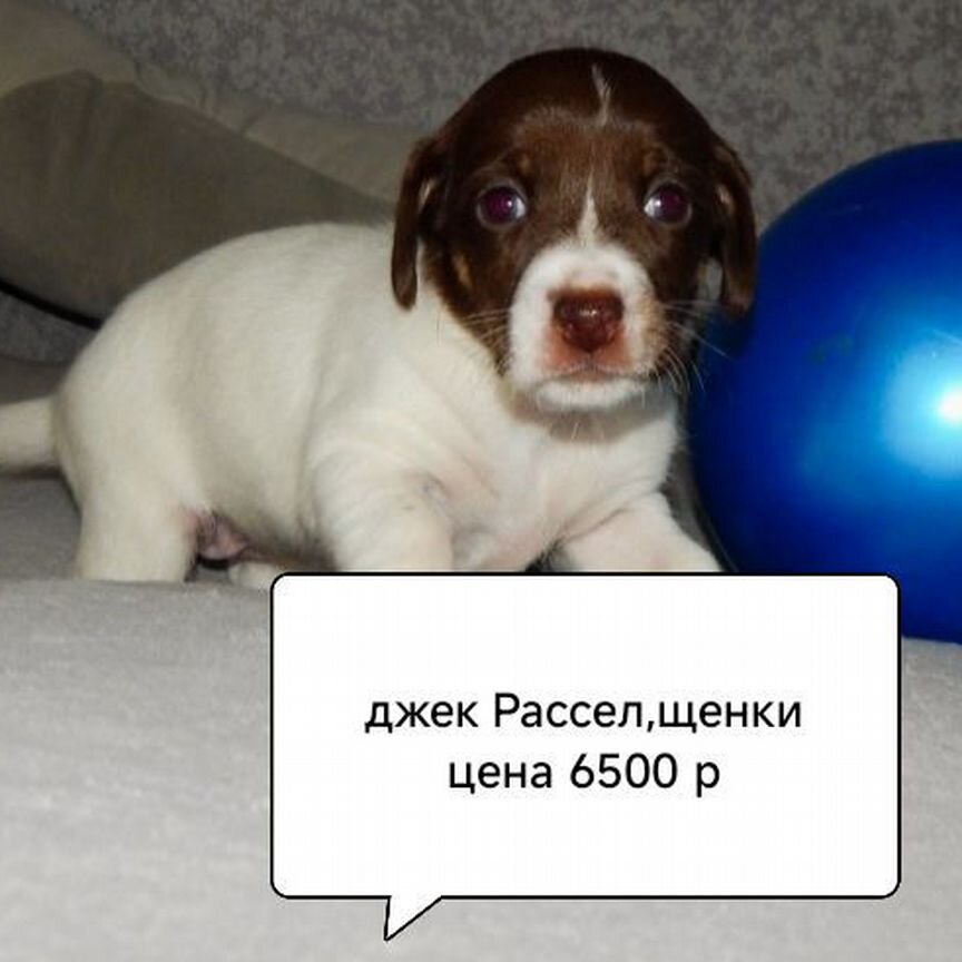 Щенок в добрые руки