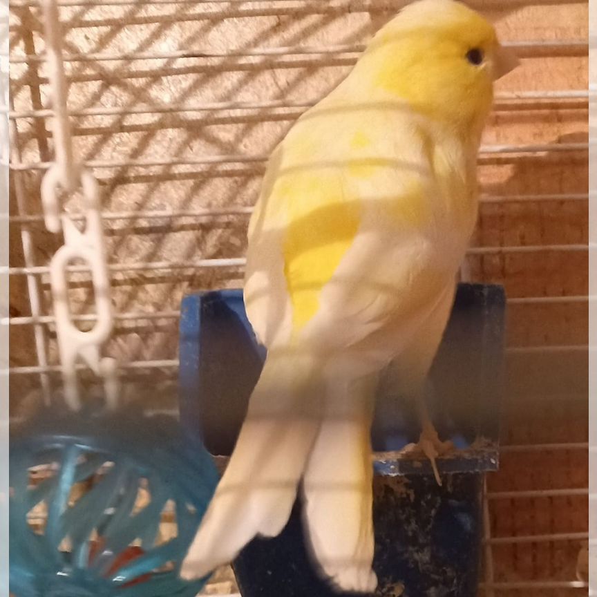 Канарейки пара