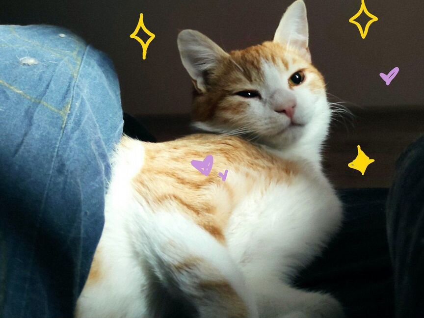 Мартовский Жулик