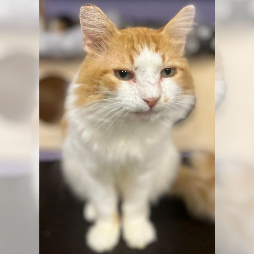 Взрослый кот в добрые руки