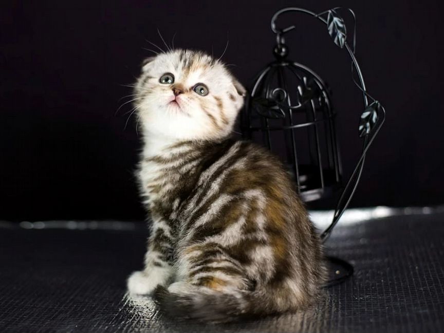 Котята девочки