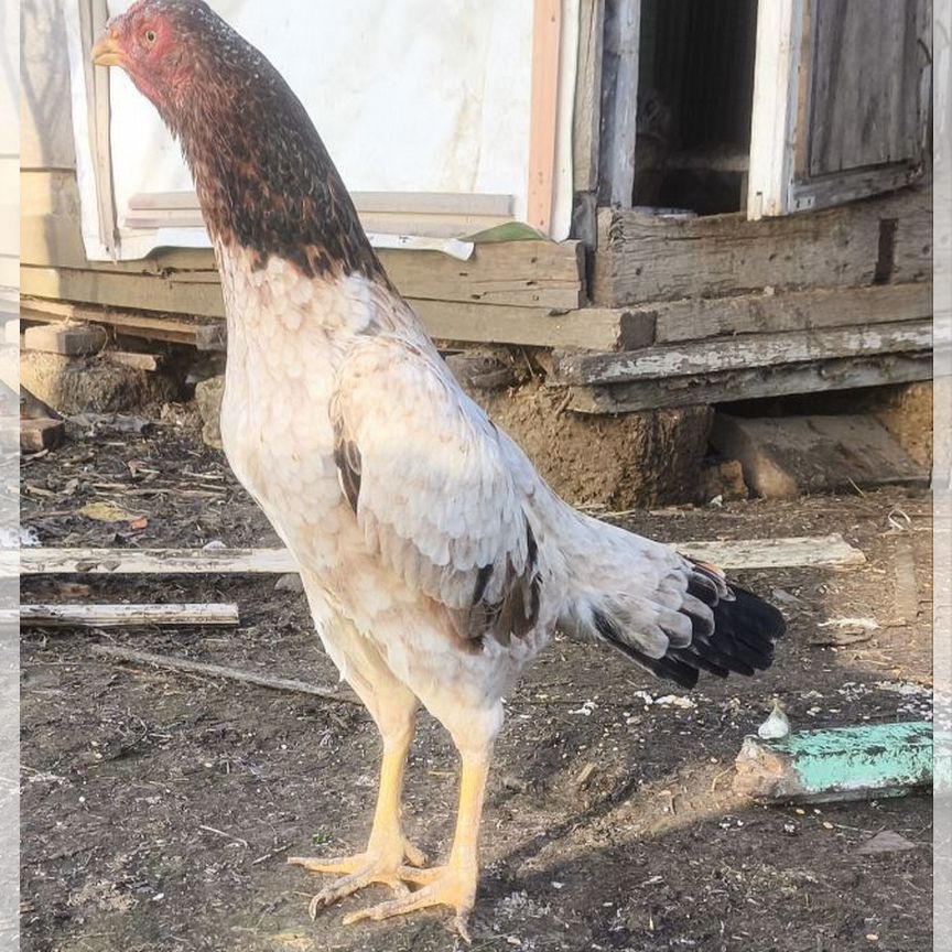 Бойцовые куры