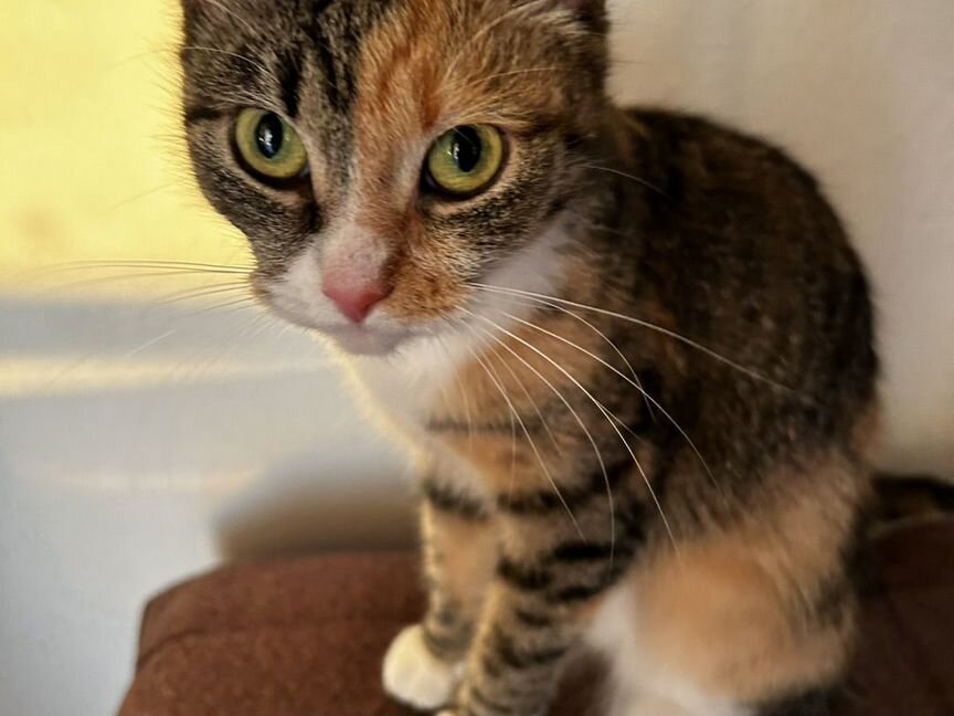 Кошка в дар