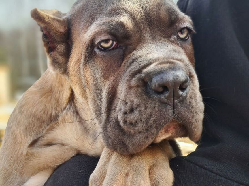 Мощная девочка Форментино окраса