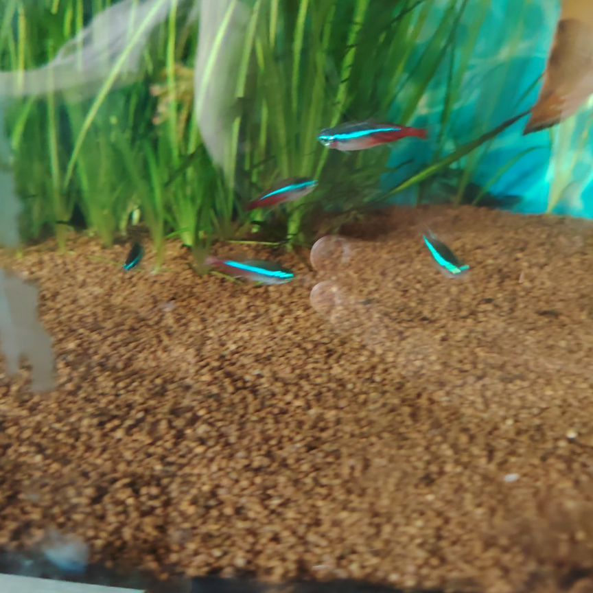 Рыбки неоны