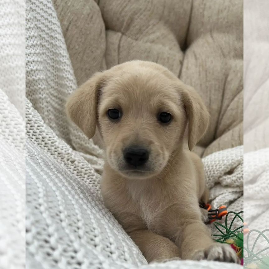 Щенок в добрые руки