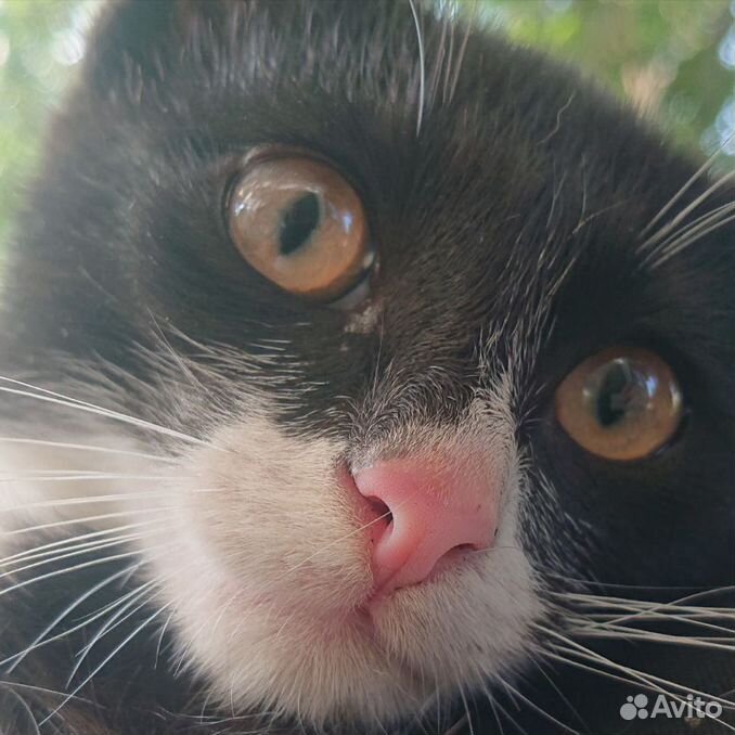Котенка,котёночек