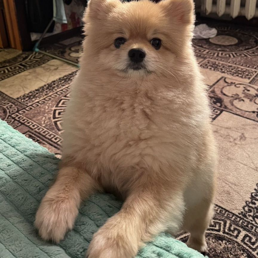 Немецкий шпиц