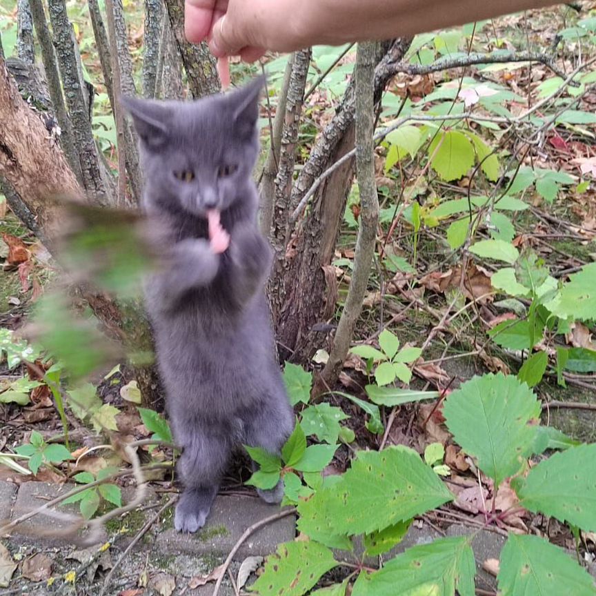 Котики бесплатно в добрые руки