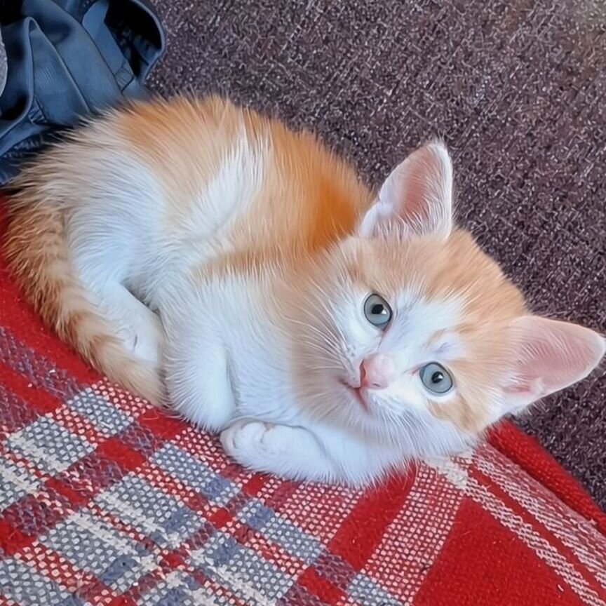 Котёнок в добрые руки