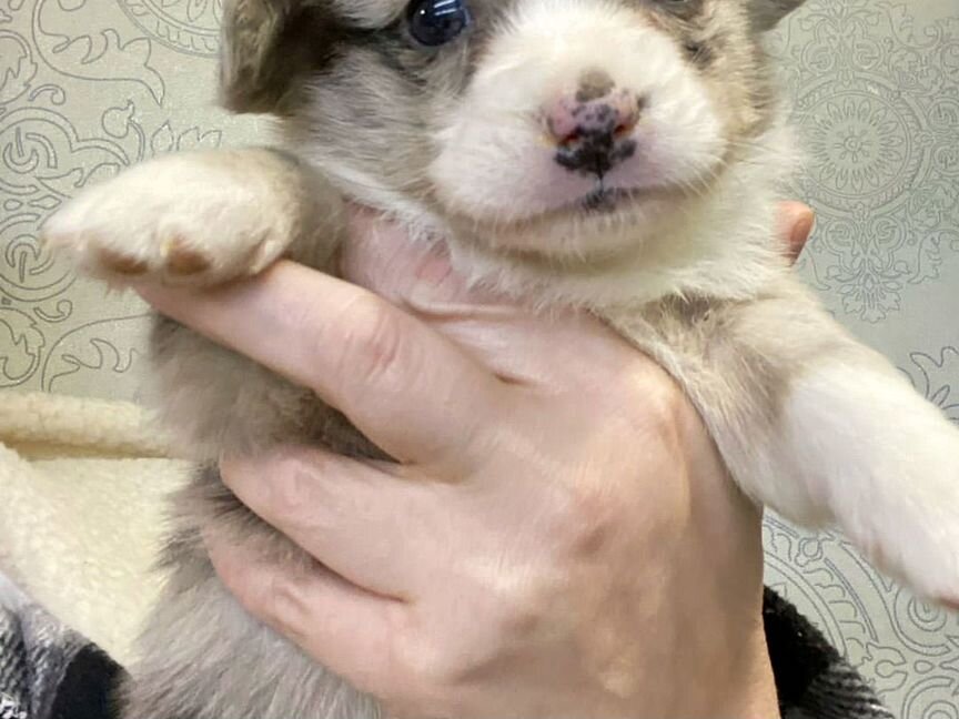 Две девочки вельш корги кардиган