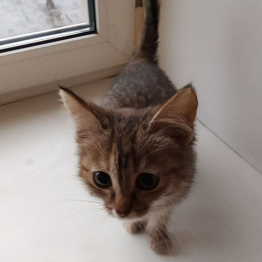 Котёнок в добрые руки