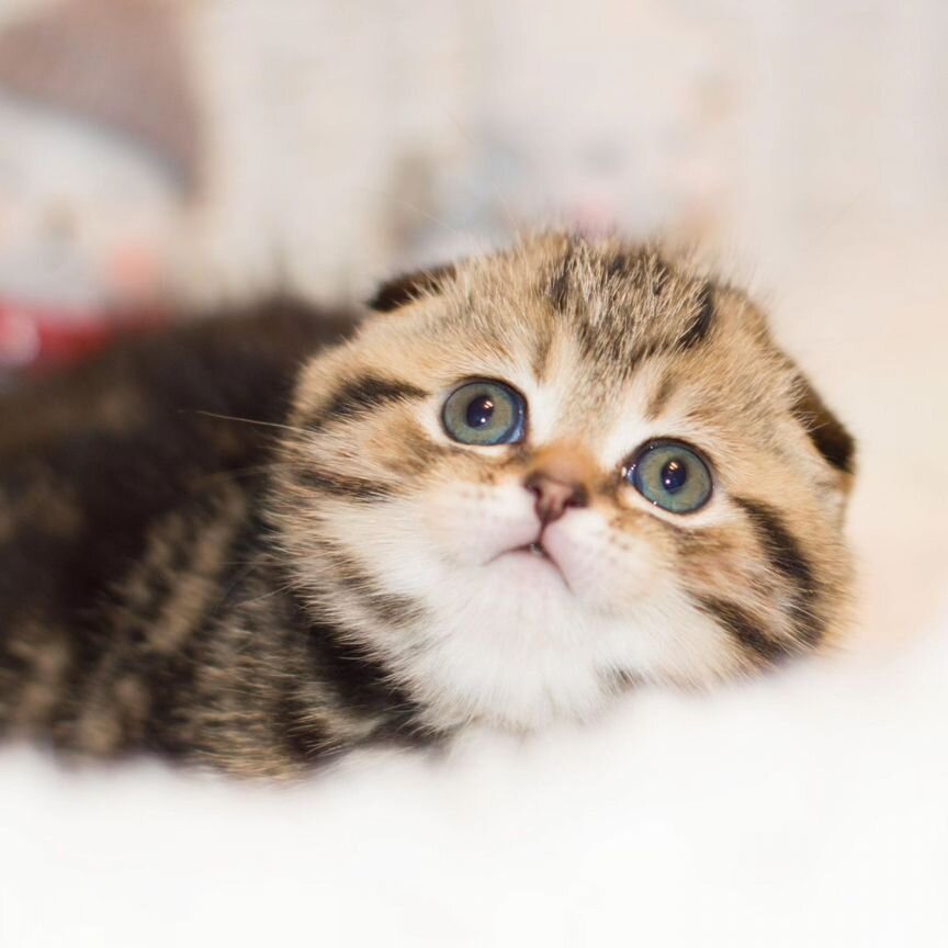 Девочка Scottish-fold ny22