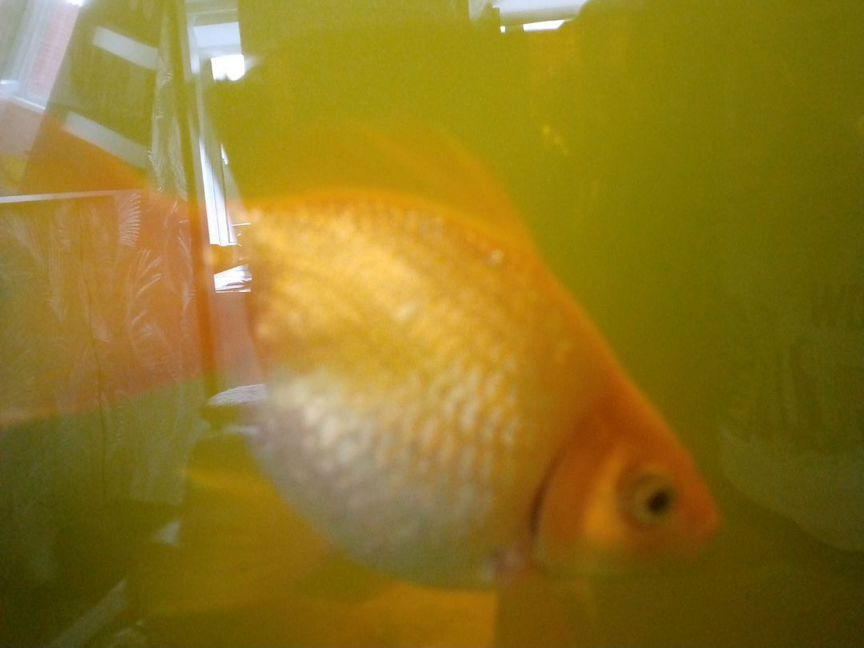 Золотые рыбки