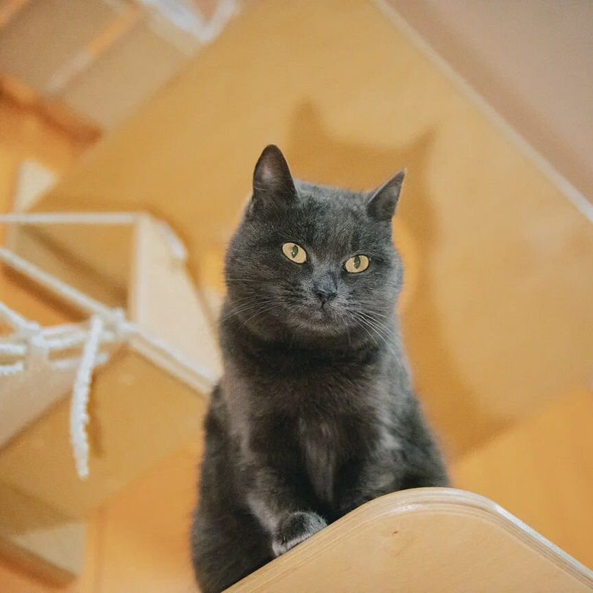 Красавица Смоки готова стать домашней