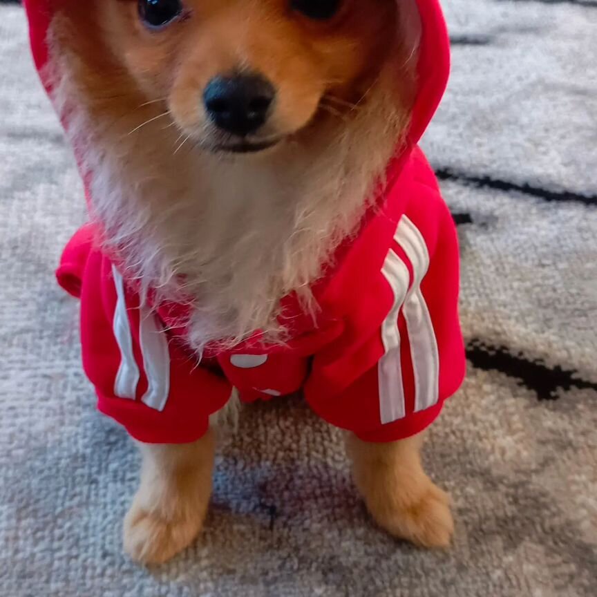 Продам шпица