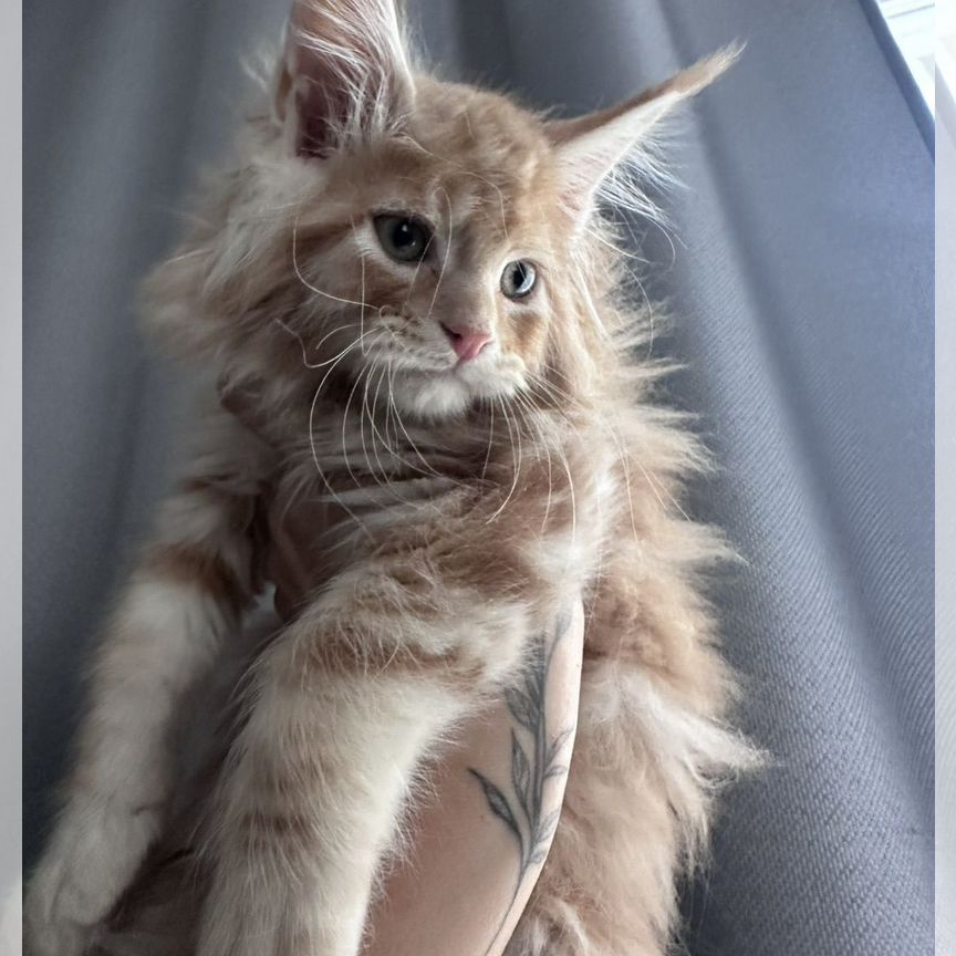 Мейн-кун котёнок