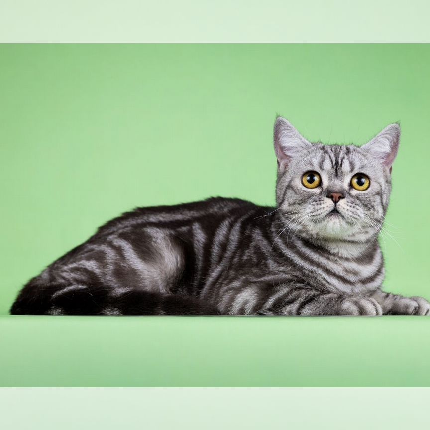 Британская короткошёрстная, взрослая кошка