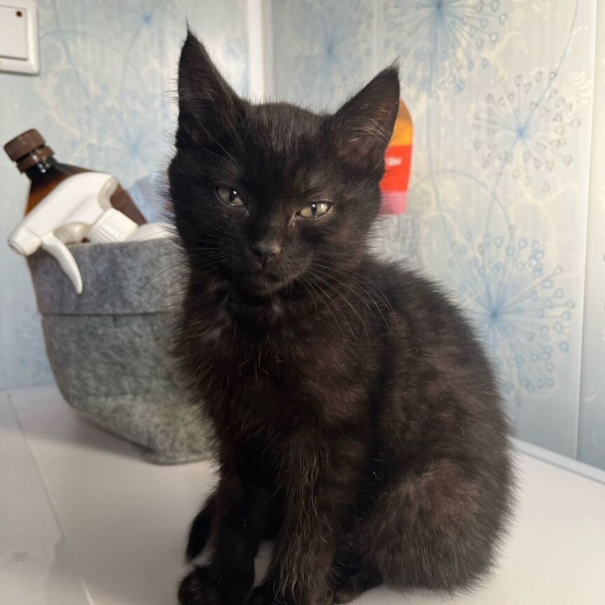 Котенок мальчик 3 месяца