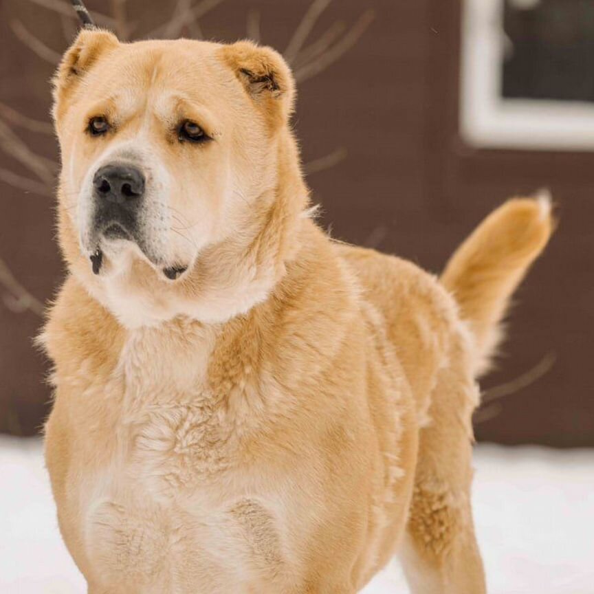 Среднеазиатская овчарка, взрослая собака