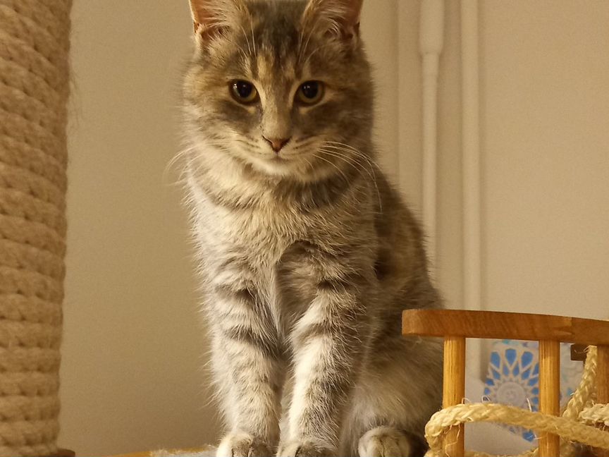 Котенок Ава в ответственные руки