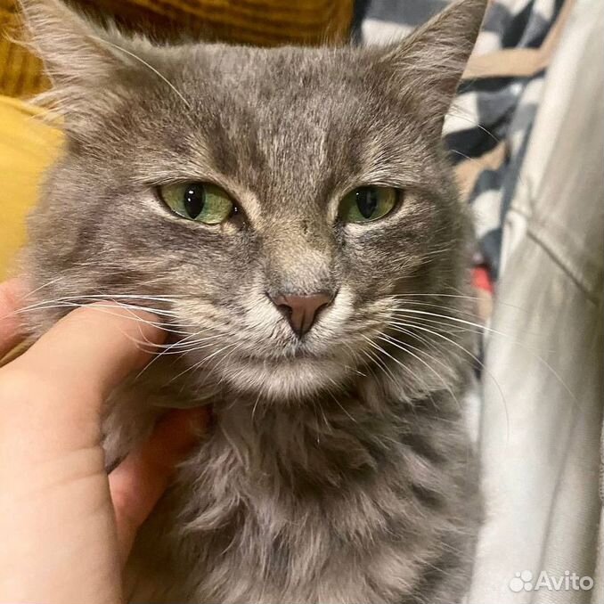 Ищем хозяина и друга