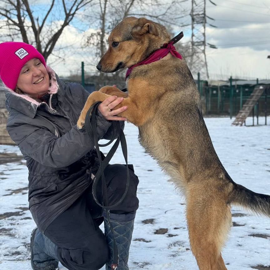 Собака в добрые руки