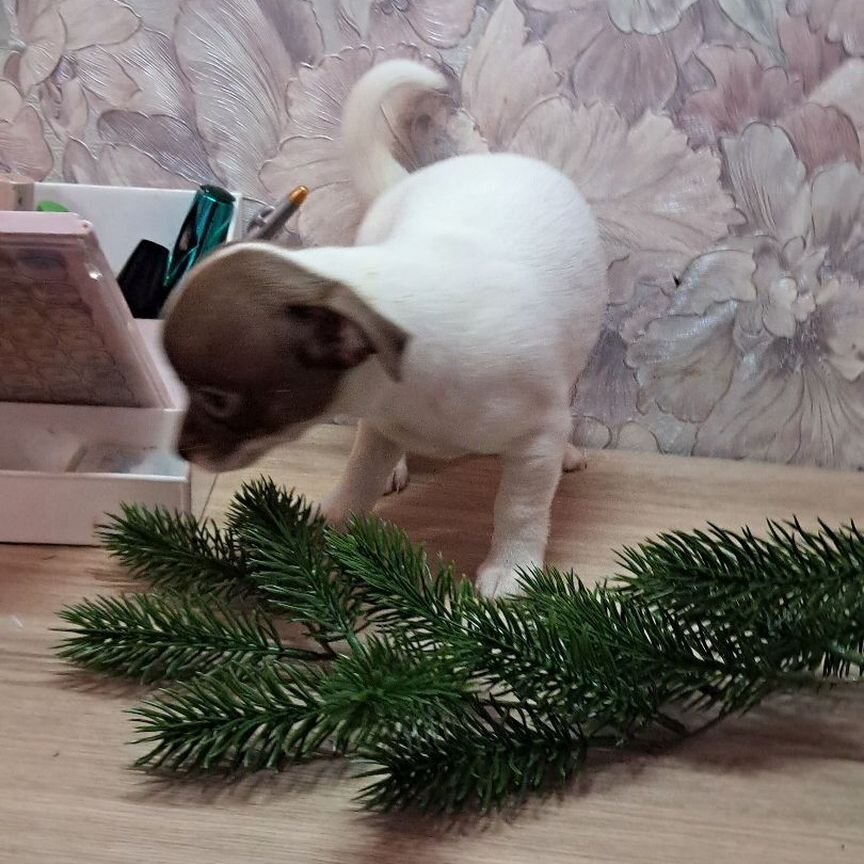 Чихуахуа девчуля