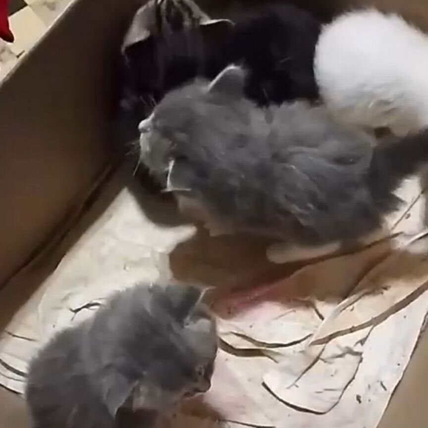 Помогите котятам