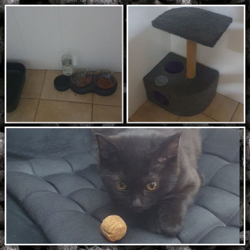 Шотландский вислоухий короткошёрстный котёнок