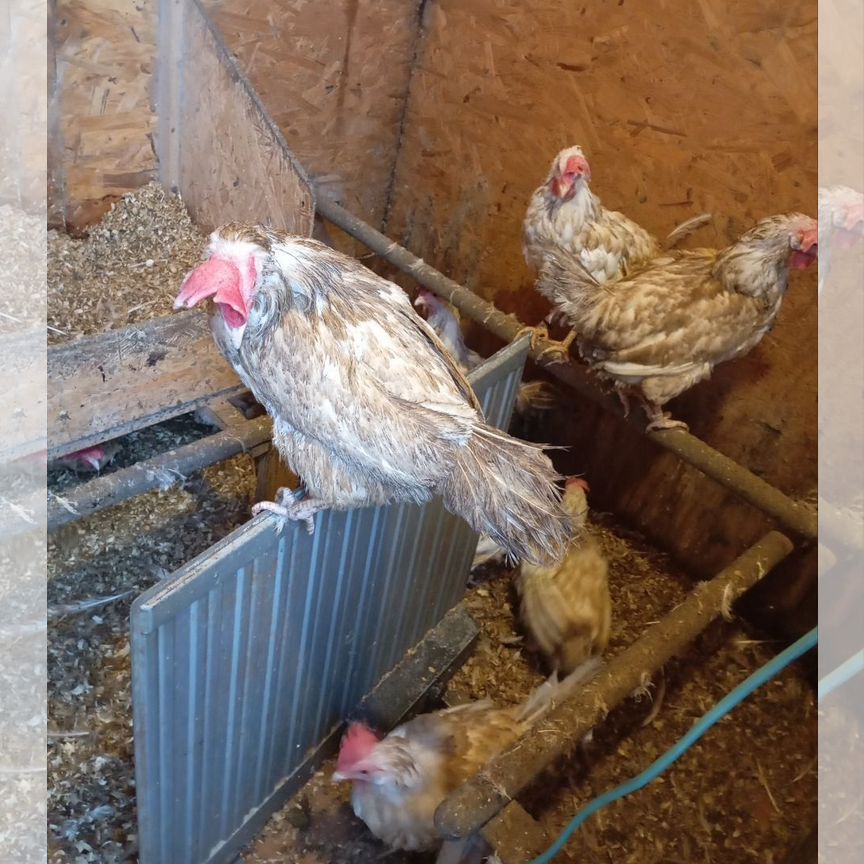 Курицы несушки