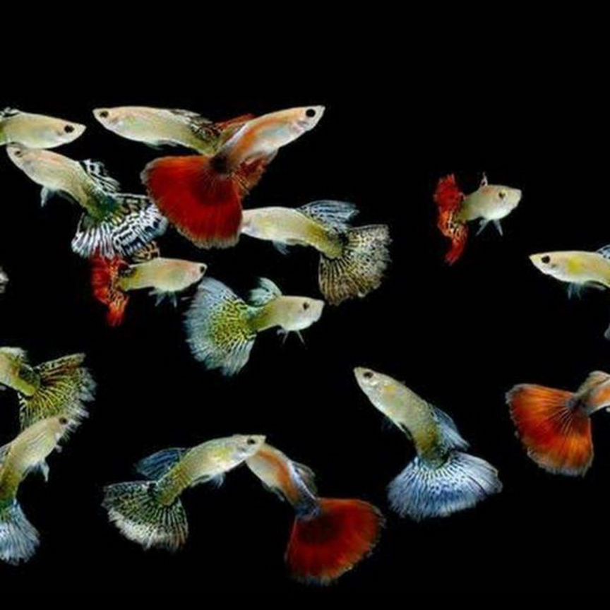 Гуппи, Водорослиед, Сомик в добрые руки