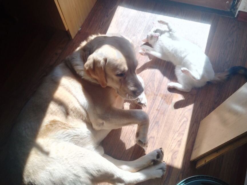 Собака вязка кобель лабрадор