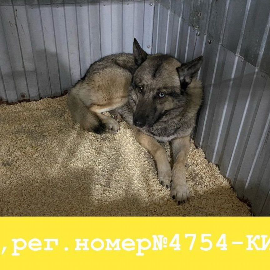 Волкособ