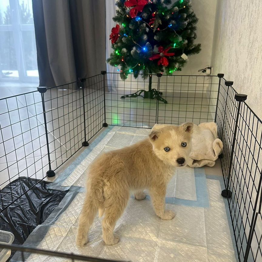 Пристраивается нереальная красотка