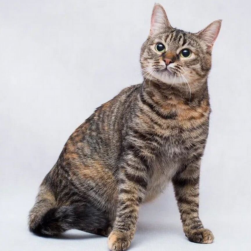 Трёхцветная красавица в поиске дома