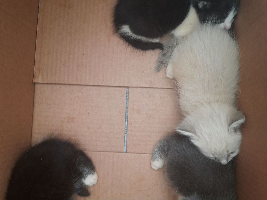 Котята в добрые руки бесплатно