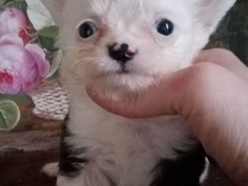 Мини куколка крутышка