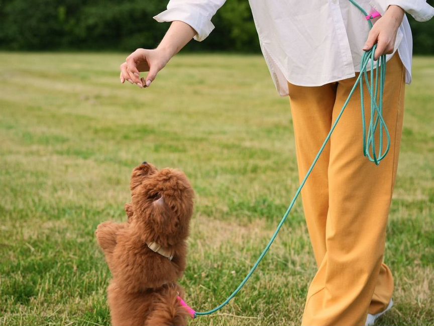 Поводок перетяжка