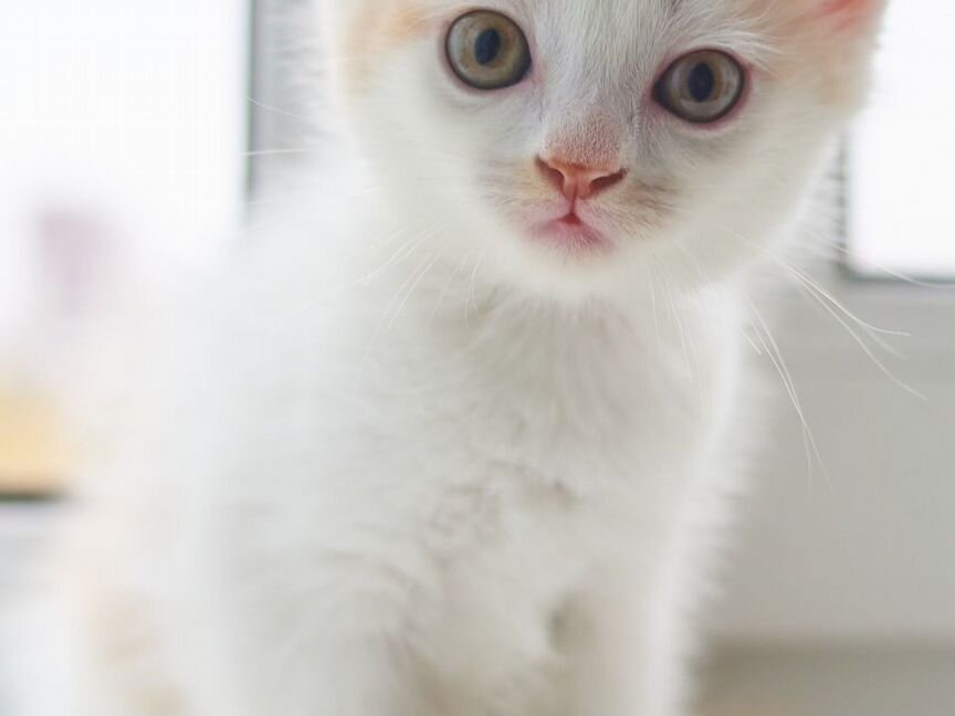 Бело-рыжий котенок (скоттиш страйт)