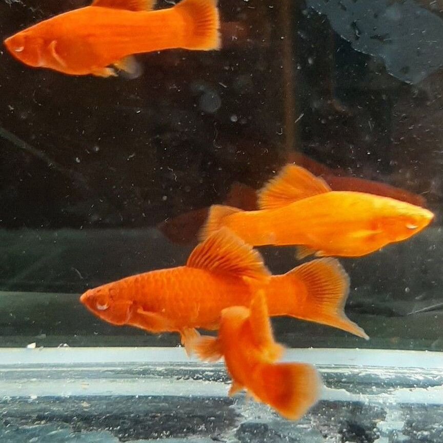 Рыба Меченосцы брокколи