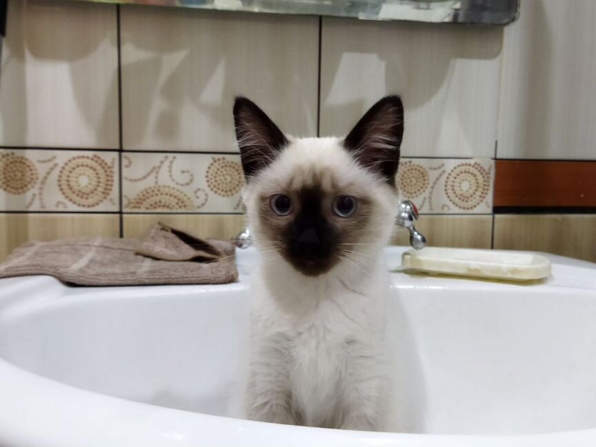 Сиамская кошечка