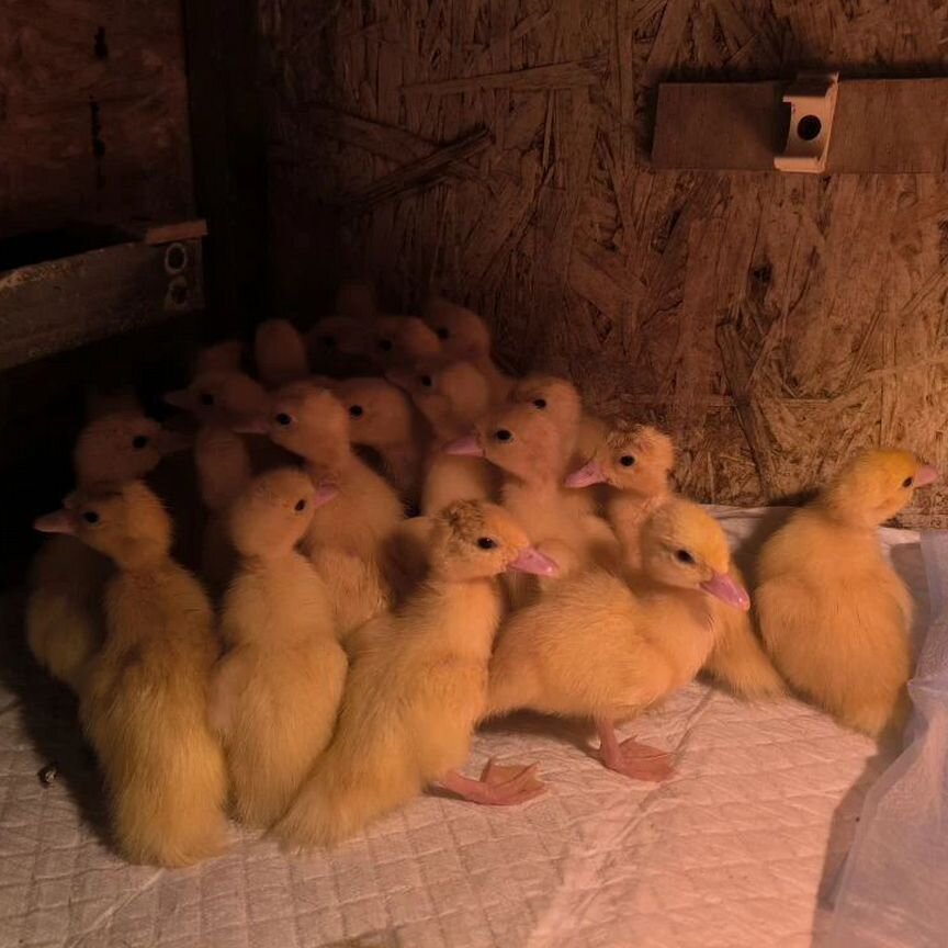 Индоутята тяжелой линии