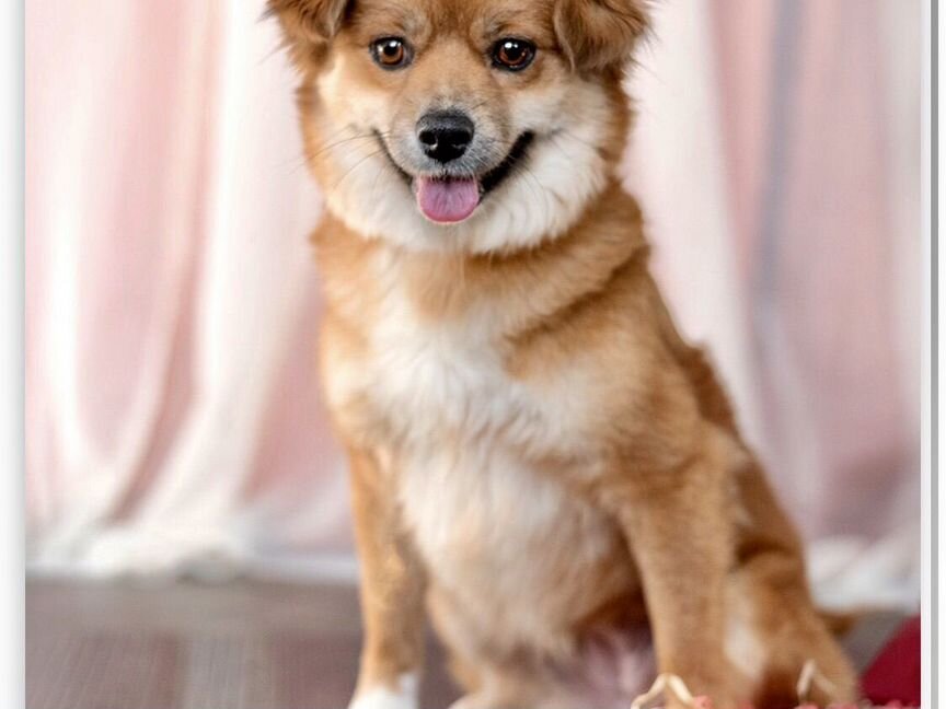 Маленькая собака в добрые руки бесплатно