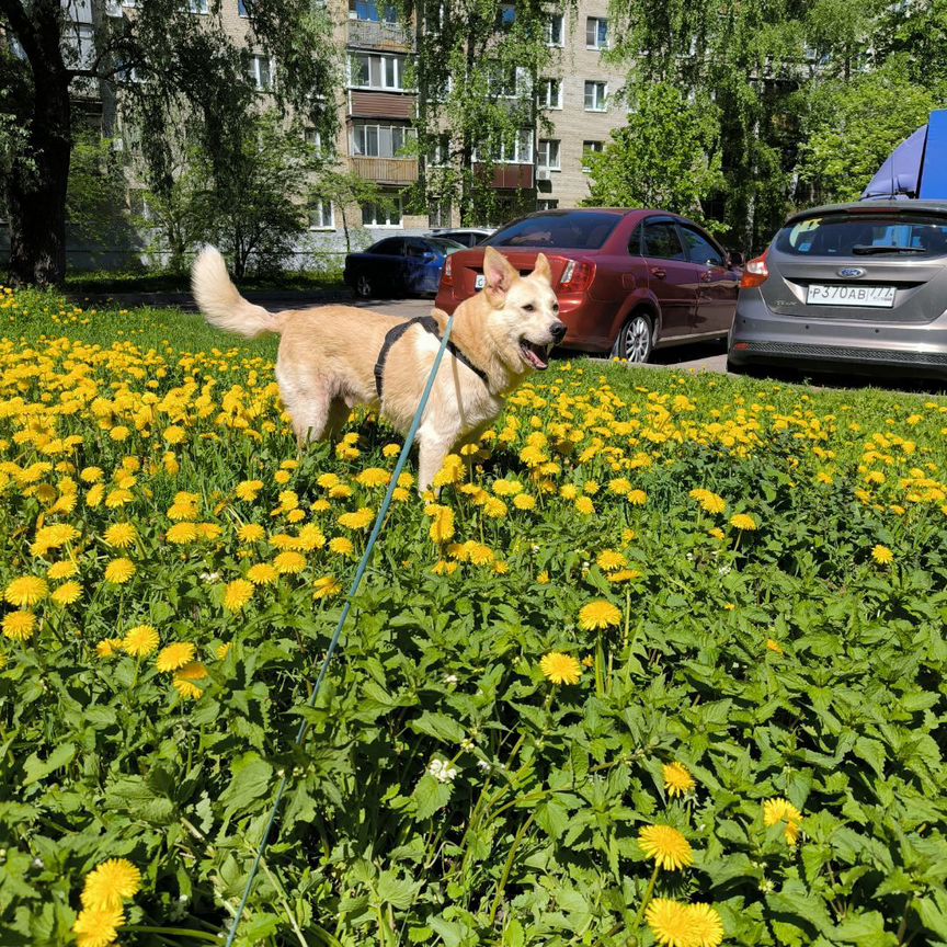 Собака в добрые руки