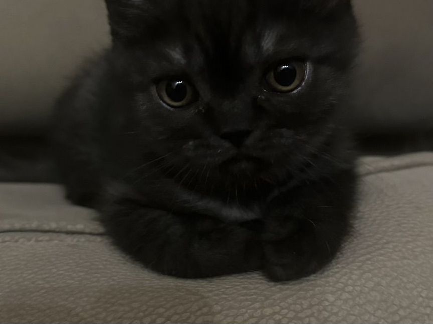 Шотландские котята девочка