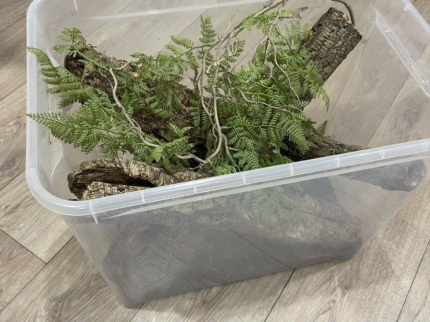 Готовый комплект для Бананоеда,геккона токи